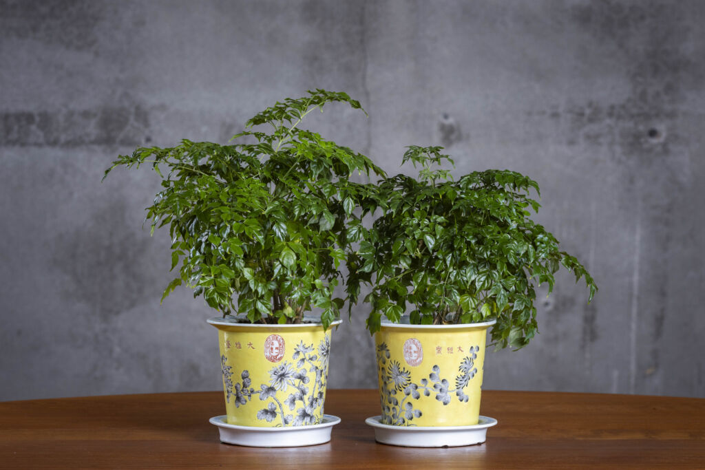 PAIR OF YELLOW CACHE POTS WITH FLORAL DESIGN - JF Chen