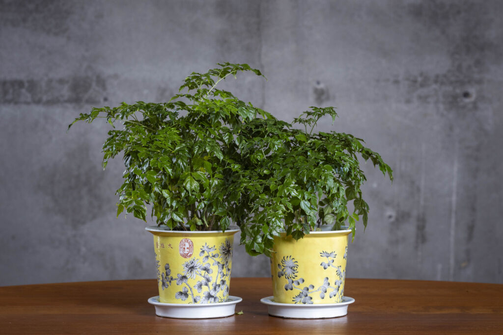 PAIR OF YELLOW CACHE POTS WITH FLORAL DESIGN - JF Chen